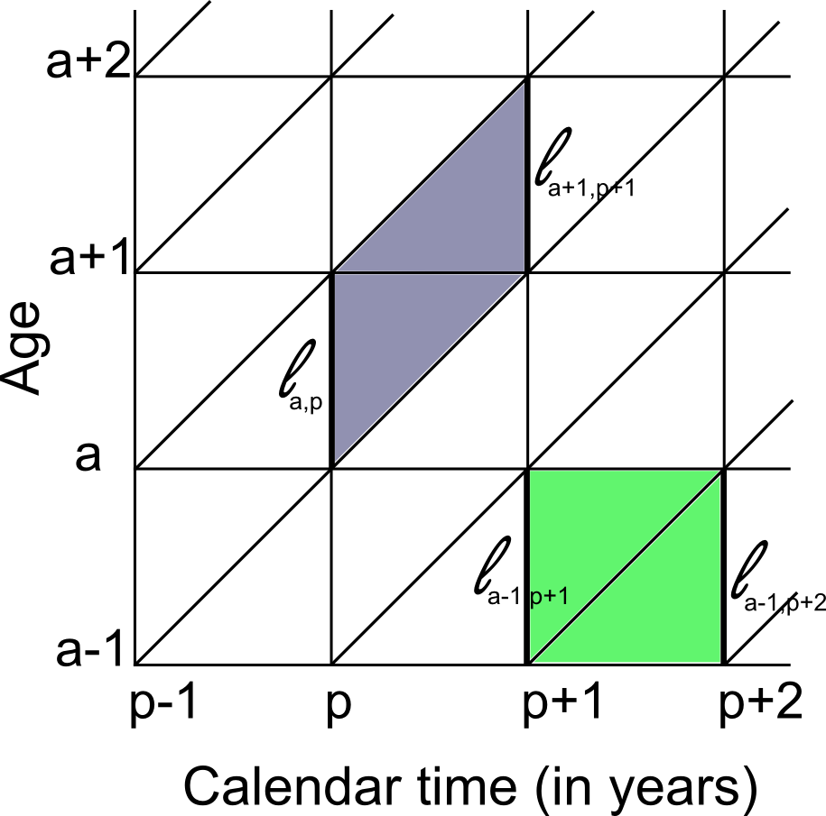 Homage to the Lexis diagram | demotrends